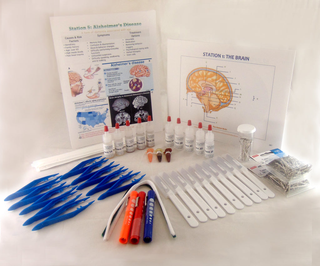 Anatomy & Physiology Lab 11: The Nervous System - Durable – OrderHASPI