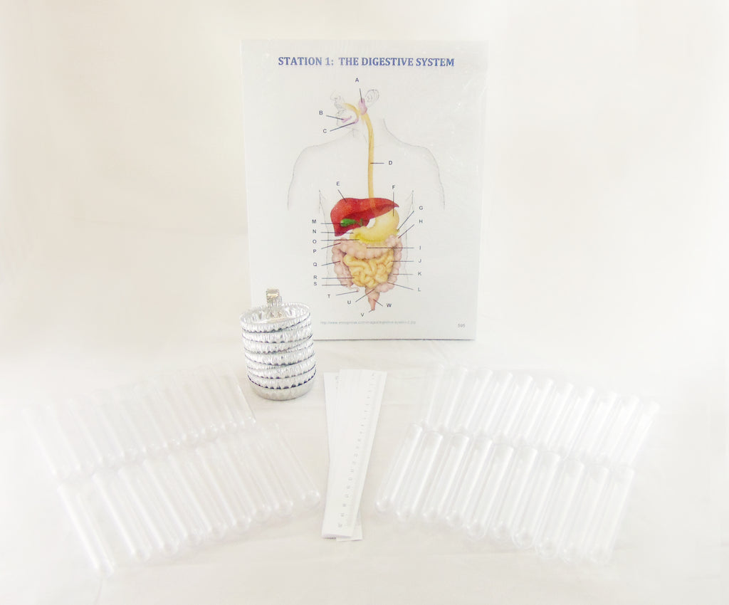 Anatomy & Physiology Lab 15: The Digestive System - Durable – OrderHASPI