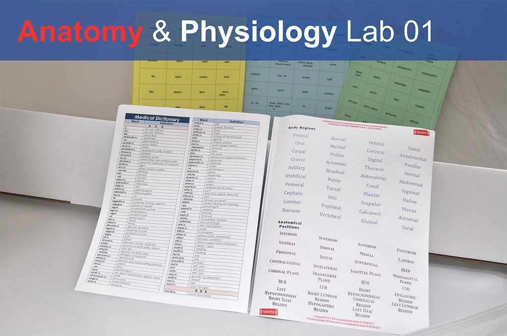 Anatomy & Physiology Starter Kit – OrderHASPI